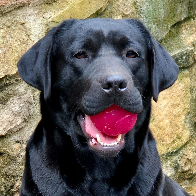 Labrador Retrievers | Crammondkirk