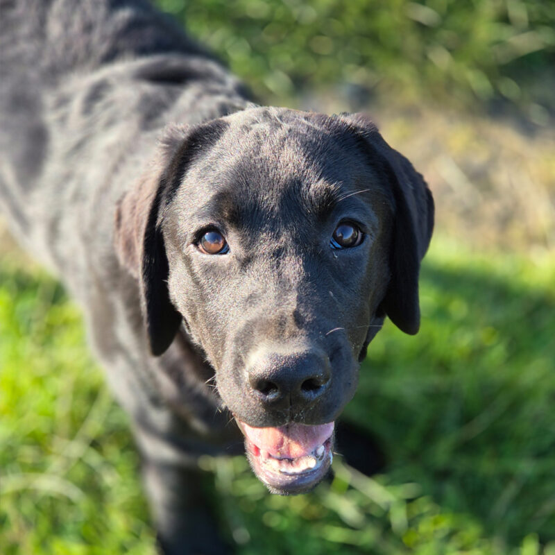 Labrador Retrievers | Crammondkirk